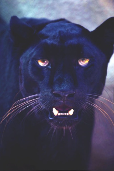 panter #643699 - uludağ sözlük galeri