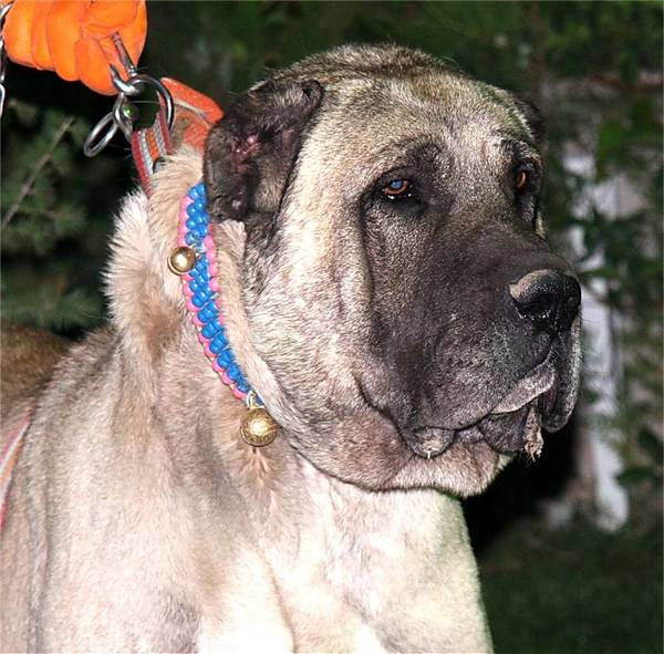 aksaray malaklı köpeği - uludağ sözlük