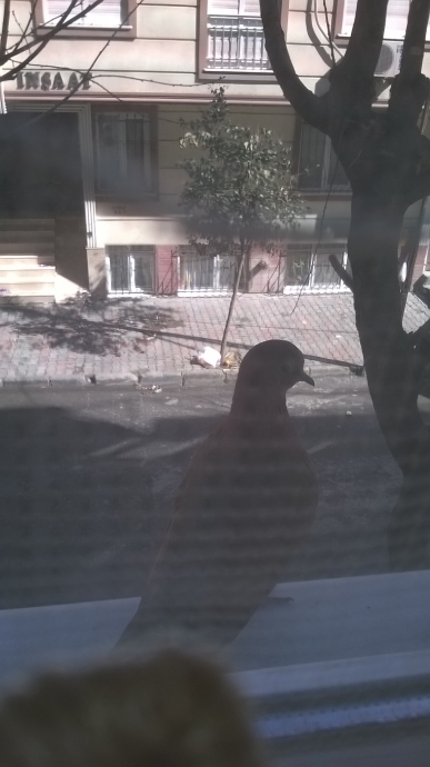 anın görüntüsü #991092 - uludağ sözlük galeri