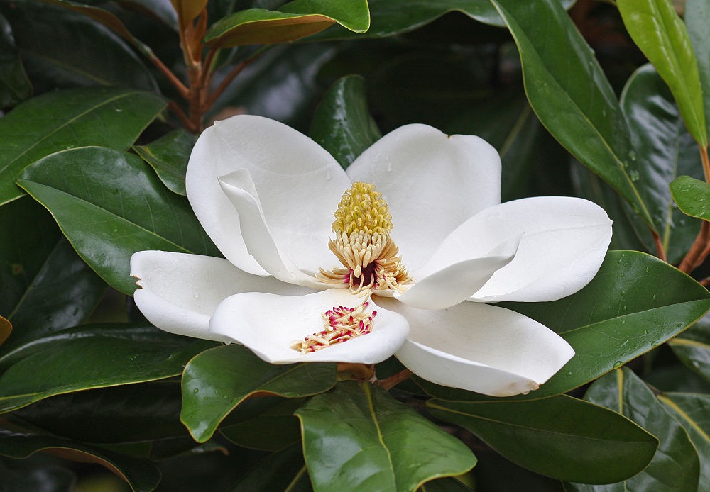 manolya çiçeği #901397 - uludağ sözlük galeri