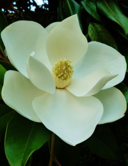 manolya çiçeği #901511 - uludağ sözlük galeri