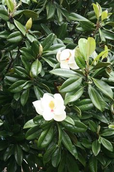 manolya çiçeği #901398 - uludağ sözlük galeri