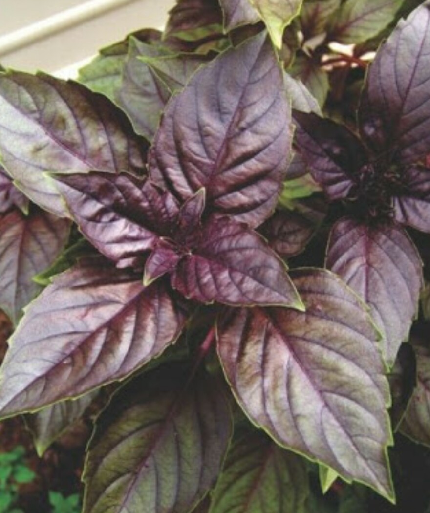 reyhan - uludağ sözlük