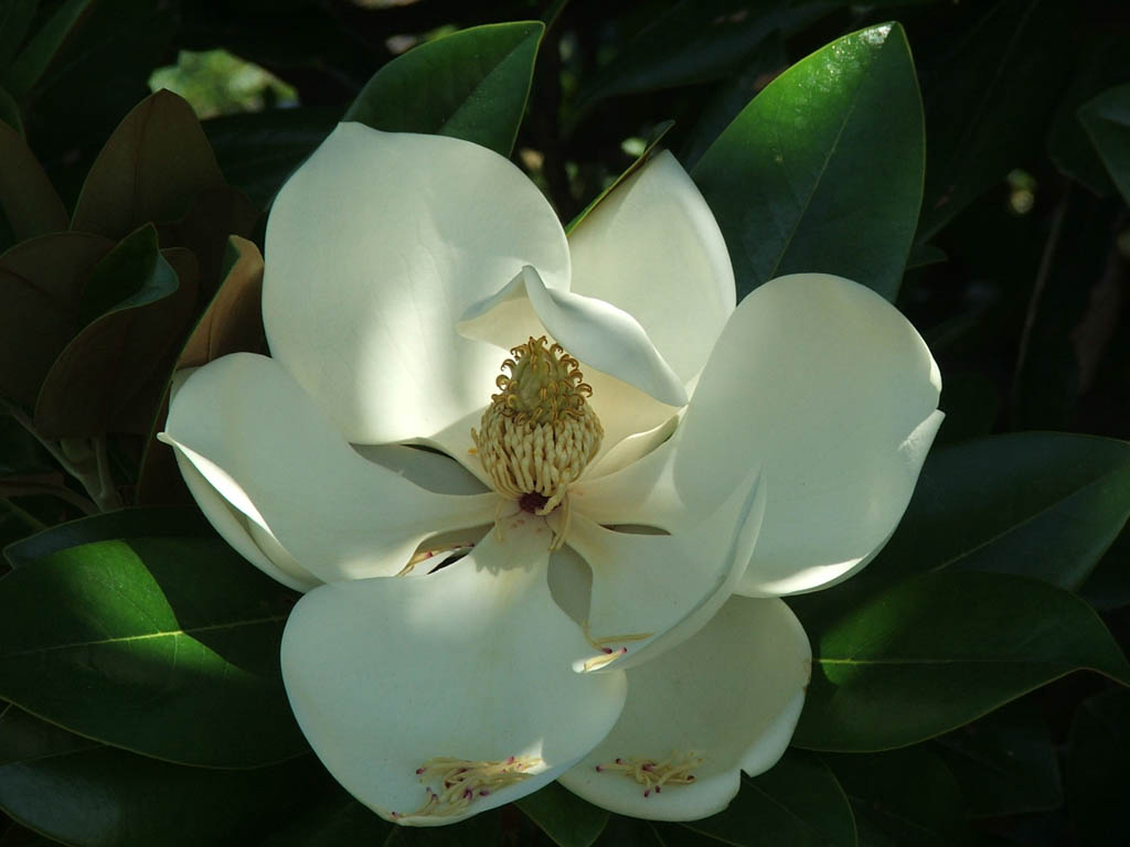 manolya #901942 - uludağ sözlük galeri