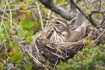 kızıl ardıç kuşu #975062 - uludağ sözlük galeri